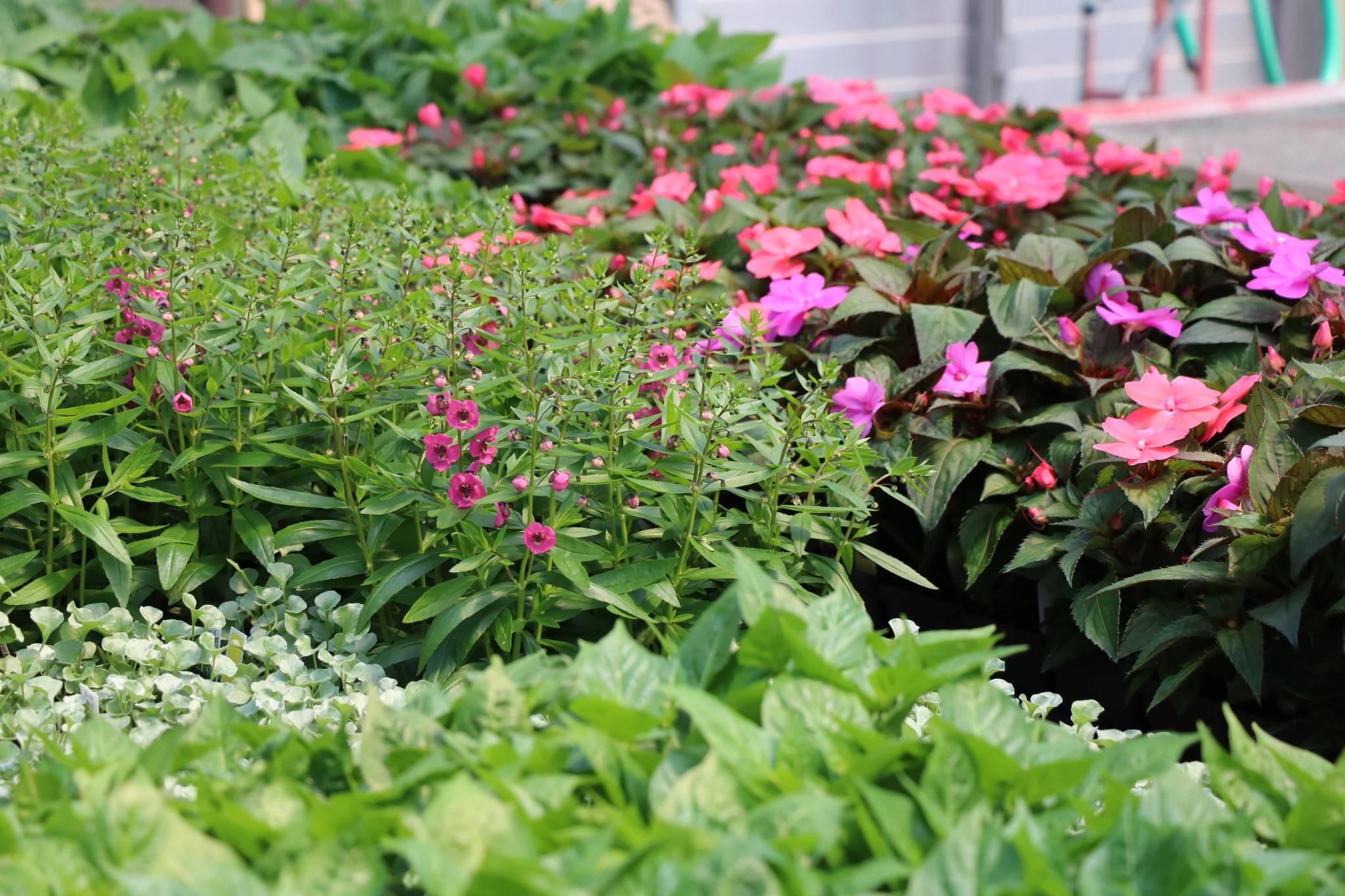 Annual Spring Plant Sale | Oak Park Conservatory