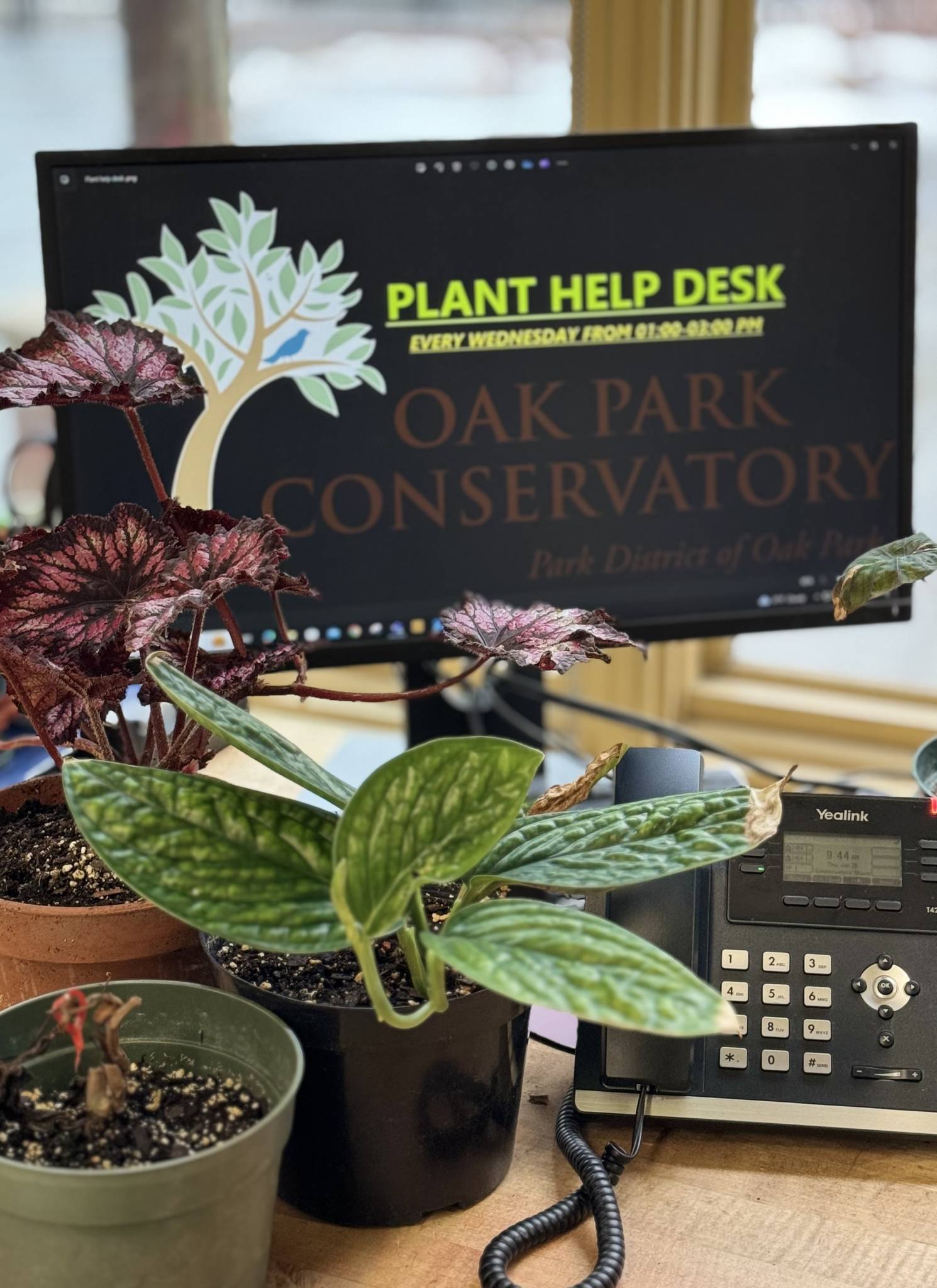 Plant Help Desk | Oak Park Conservatory